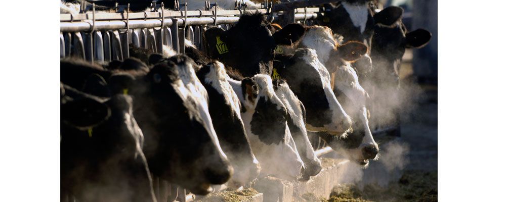 Bird flu is spreading to more farm animals of US - Chautari Post Online